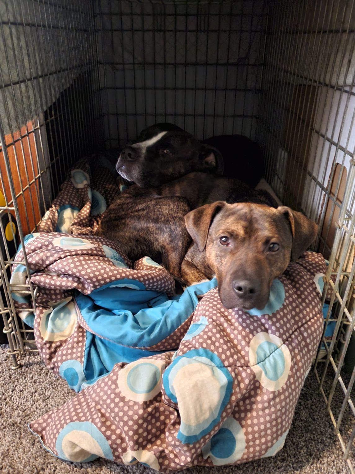 Foster Program - Ross County Humane Society Foster Program - Ross County Humane Society